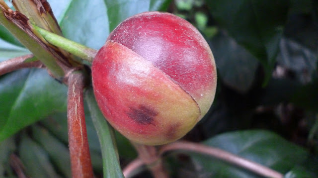 Dillenia Tree - Godapara | SL Flora