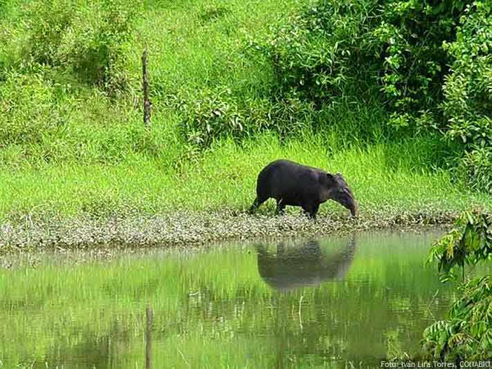 Códigos de Barras de la Vida Silvestre México - Barcode of Wildlife ...
