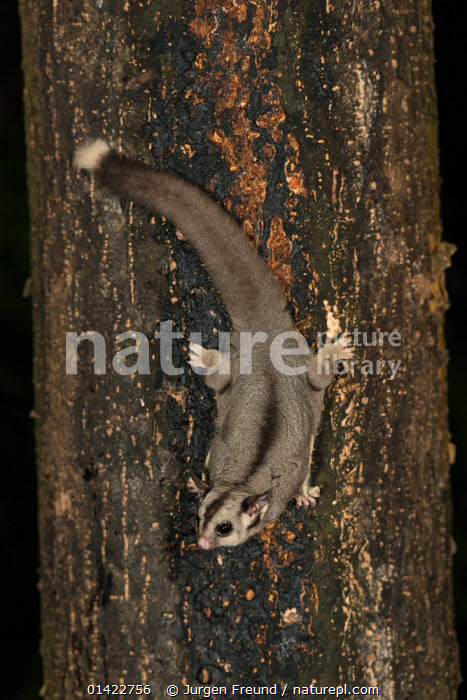 Mamíferos y marsupiales mammals of the earth: Planeador del azúcar ...
