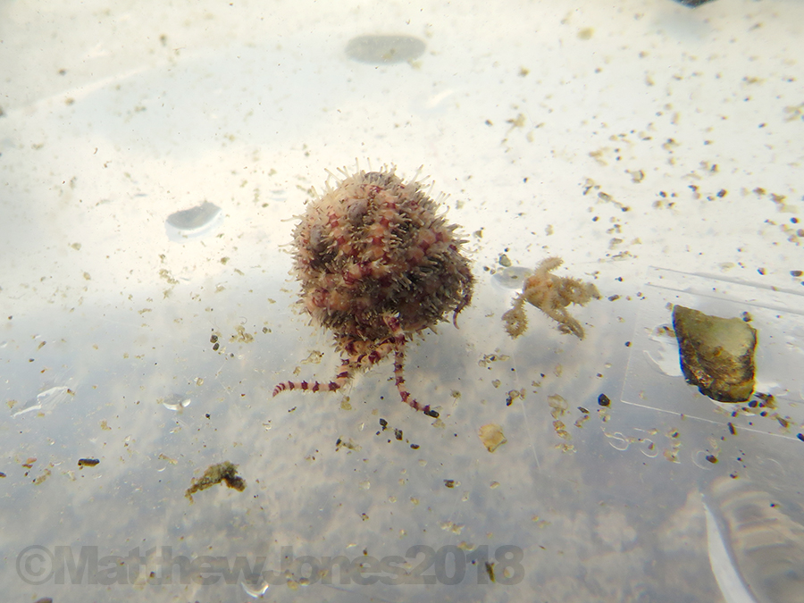 The shape and the idea: 120 — Mottled brittle star, Ophionereis fasciata