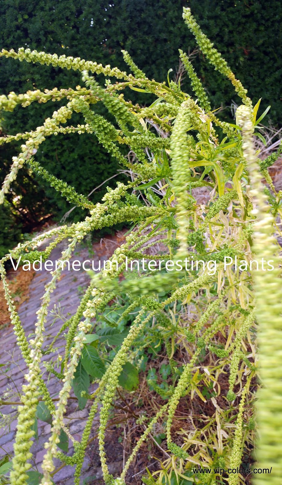 Vademecum Interesting Plants: Reseda luteola - Rezeda żółtawa - Wouw