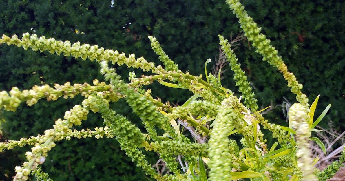 Vademecum Interesting Plants: Reseda luteola - Rezeda żółtawa - Wouw