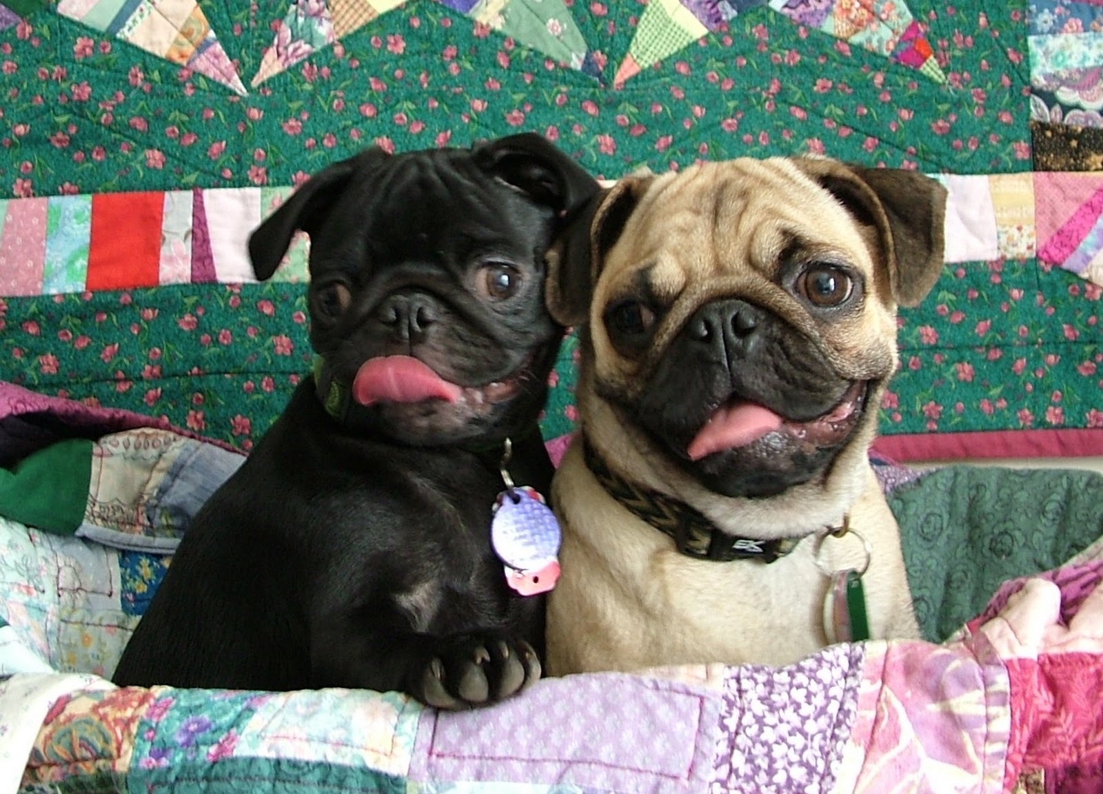 Perros Pugs - Hermosos Cachorros y Adultos Pugs | Fotos e Imágenes en ...