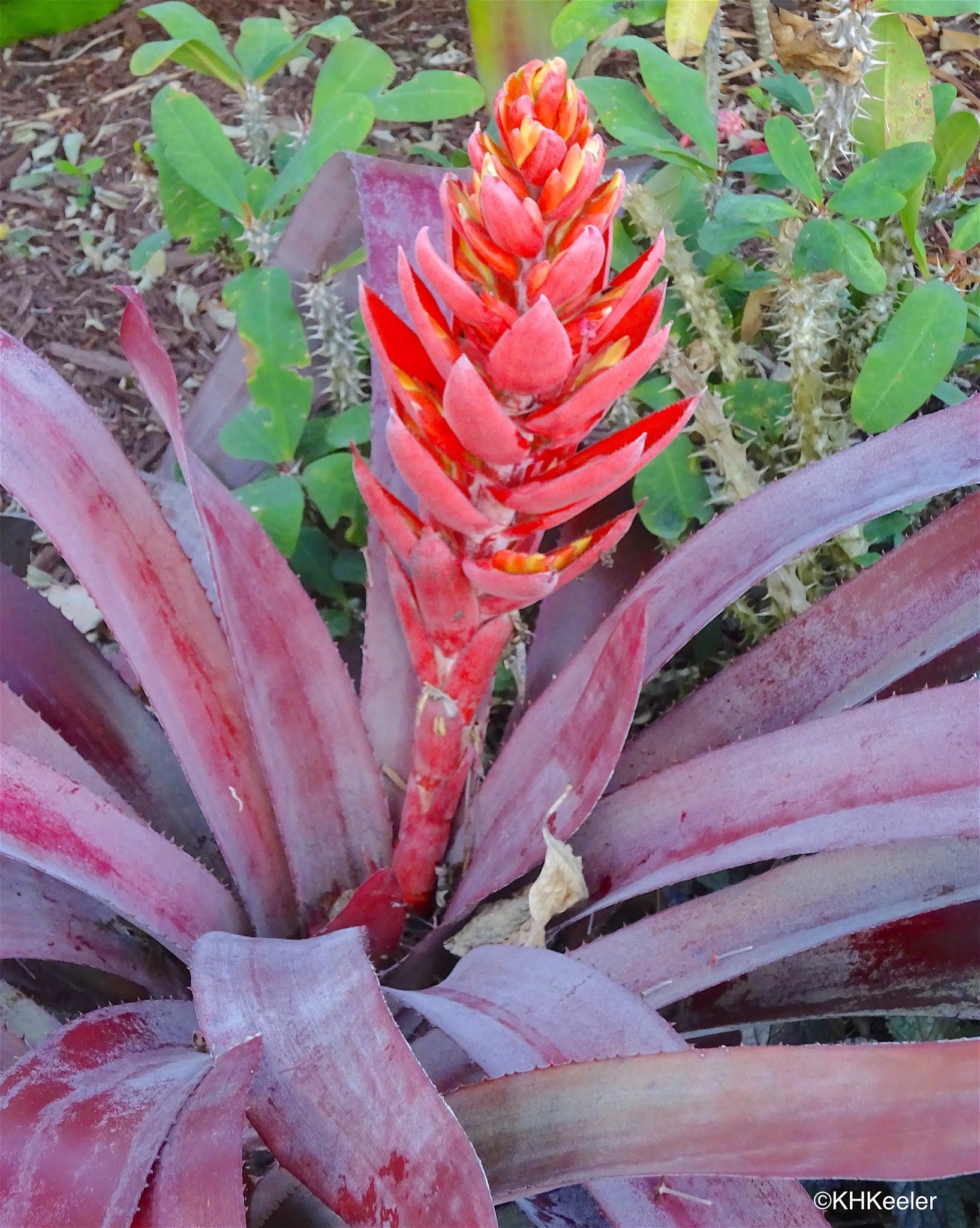 A Wandering Botanist: A Gallery of Bromeliads