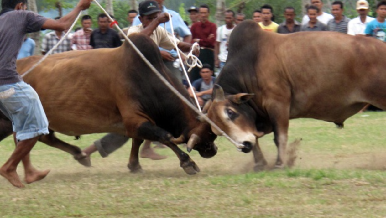 8+ Kebudayaan Suku Madura Yang Sudah Menjadi Adat Istiadat