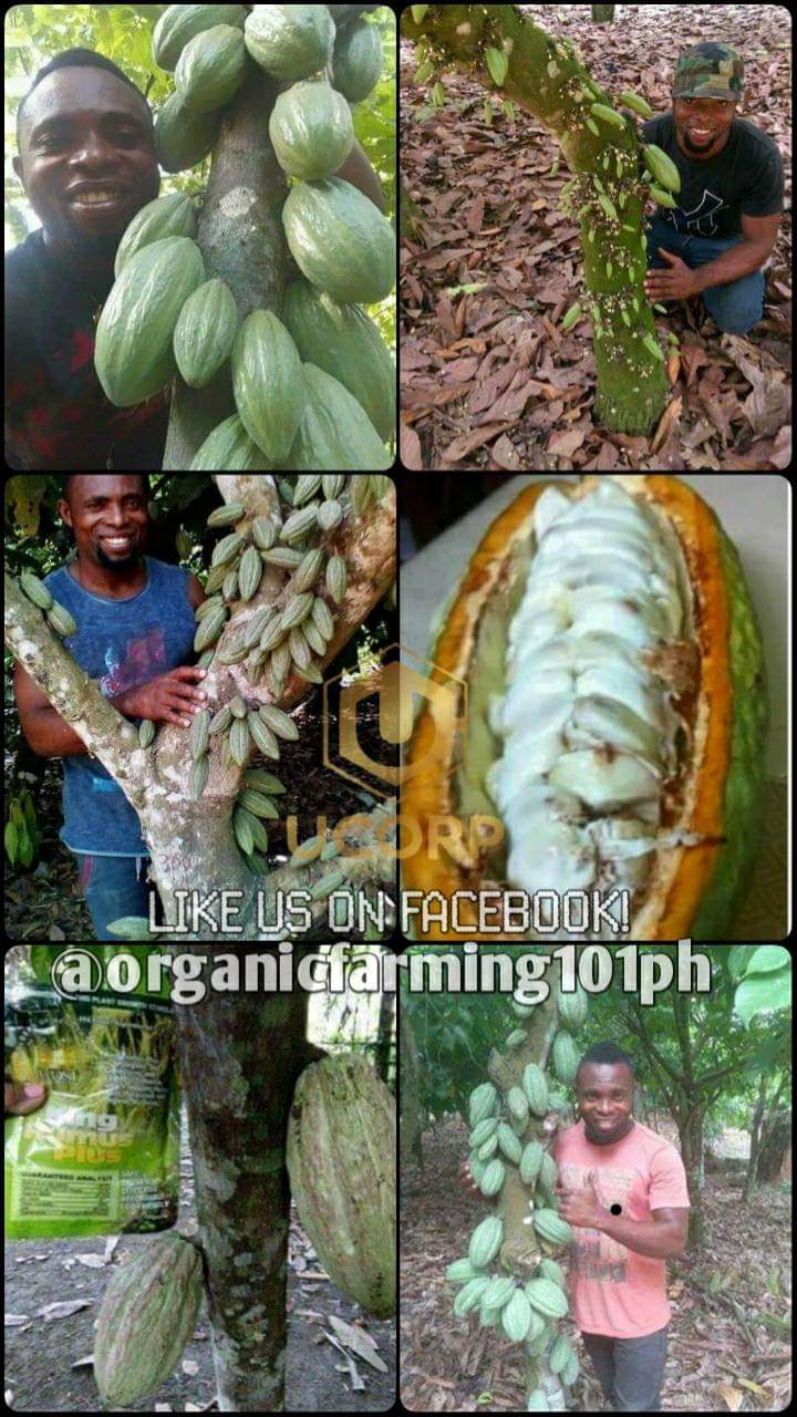 PRODUCT| HumicPlus (King Humus Plus)