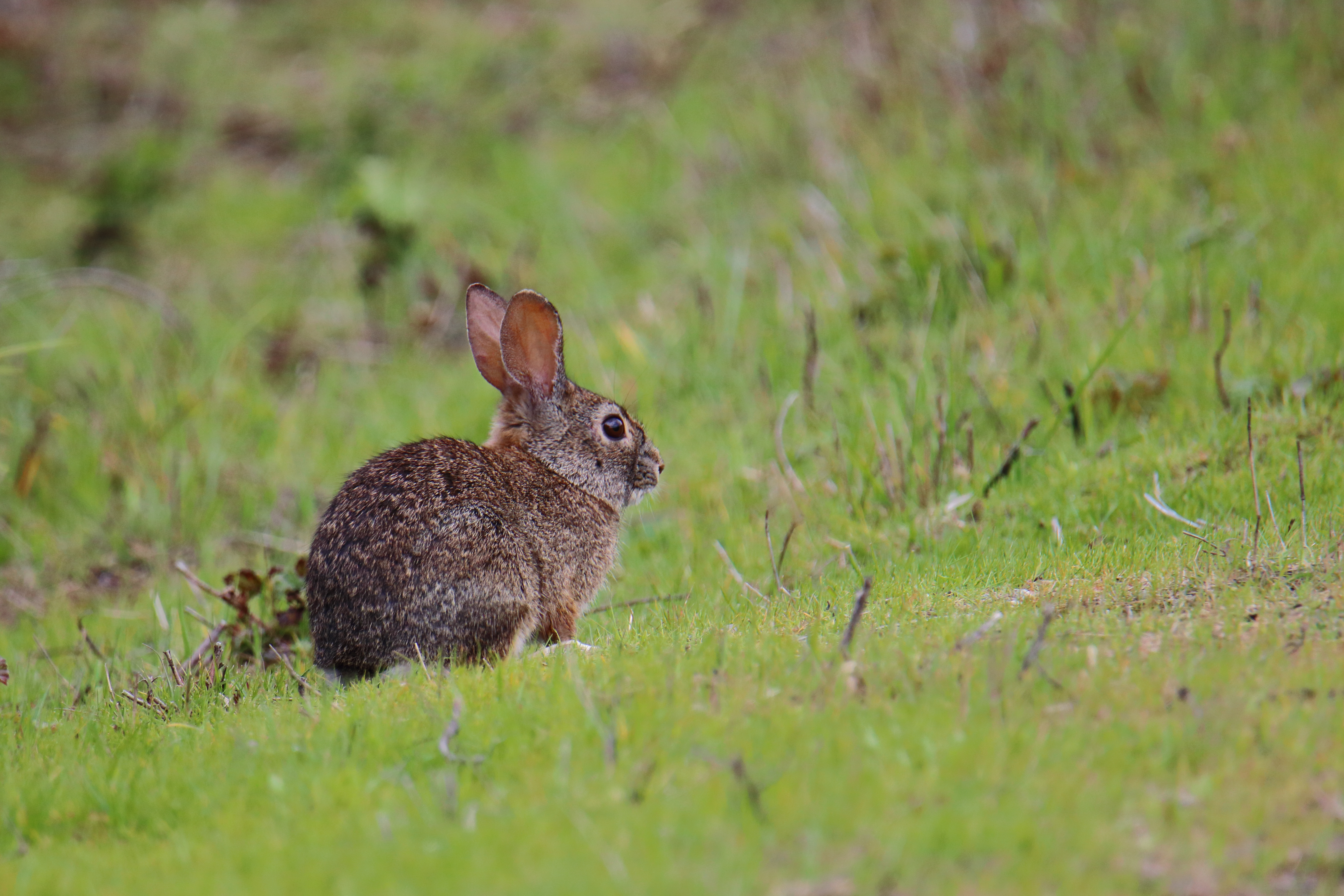 Russian Ridge Preserve