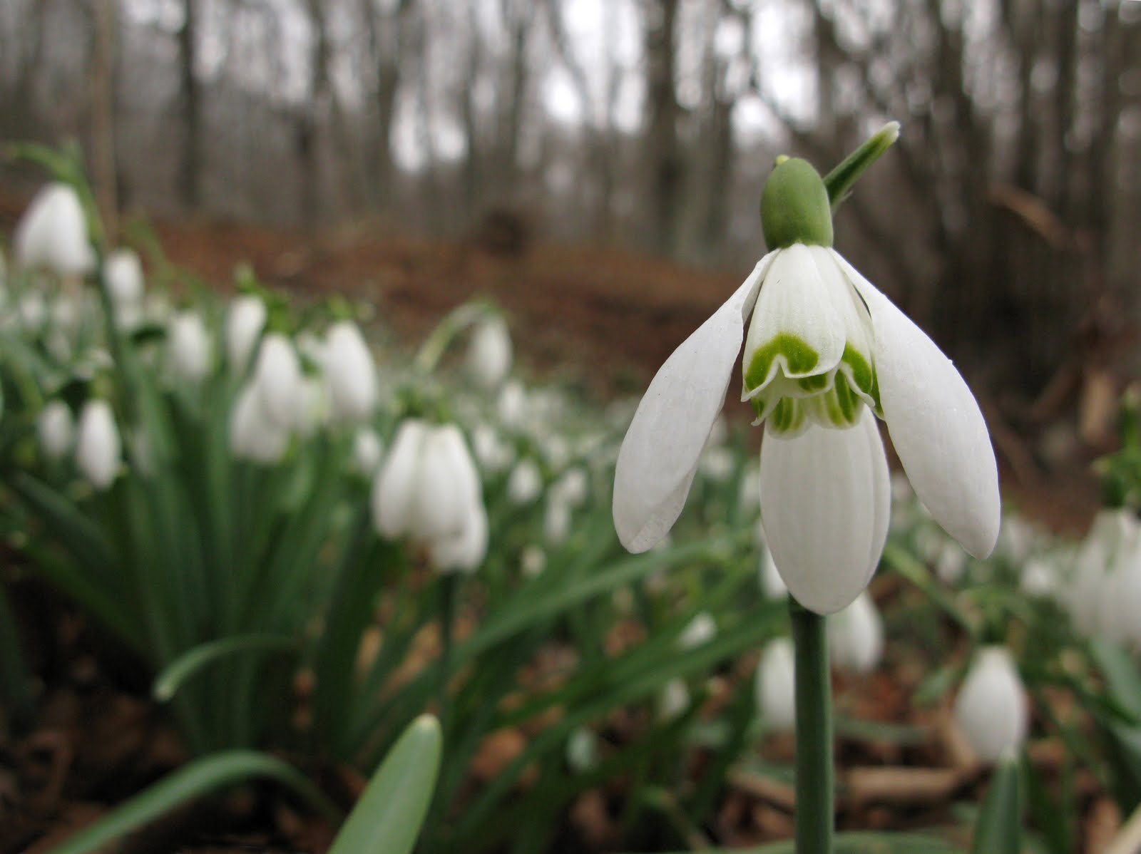 Flores y Palabras: Galanthus nivalis