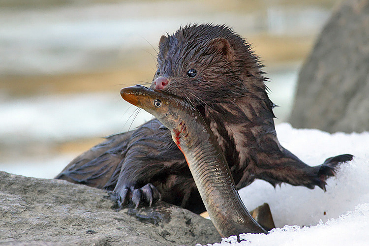 Kouluprojekti: Minkin ravinto ja ravintoketju