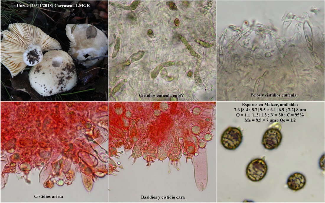 Microscopía de hongos. Vol 4. O - R: Russula ilicis