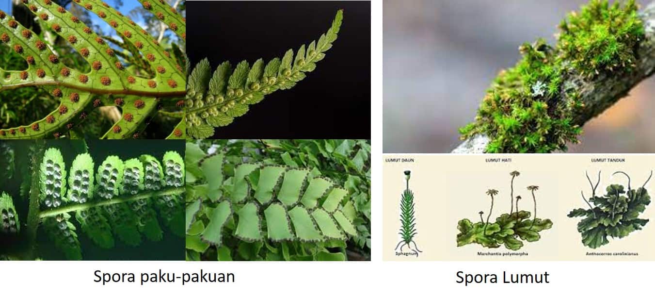 Perkembangbiakan Vegetatif Alami Tumbuhan - GURU SUMEDANG