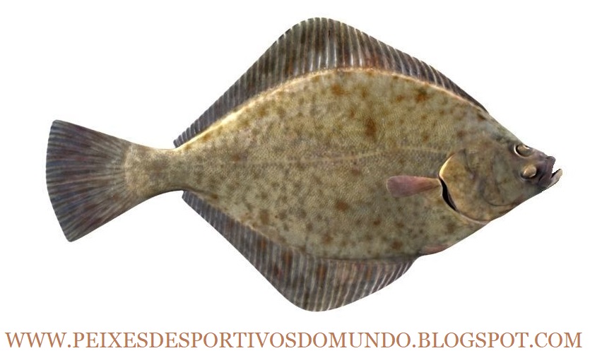 PEIXES DESPORTIVOS DO MUNDO: A SOLHA EUROPEIA - Pleuronectes platessa ...