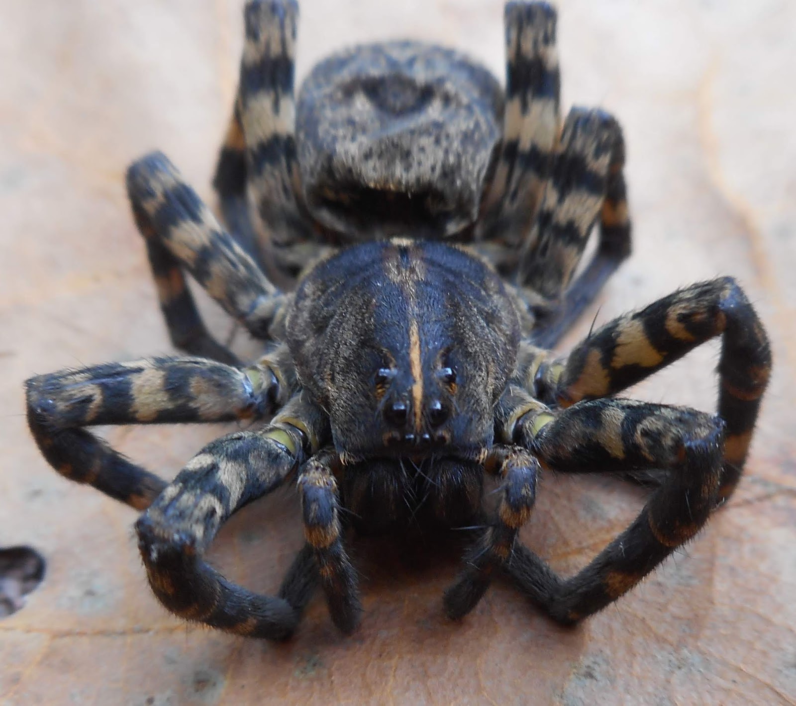 Hermit Musings: Big Fat Spider