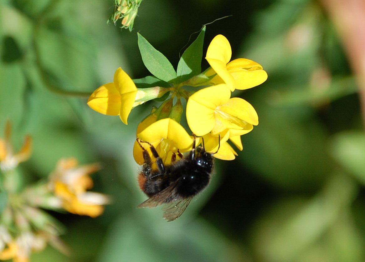 The Bee in Folklore & Mythology