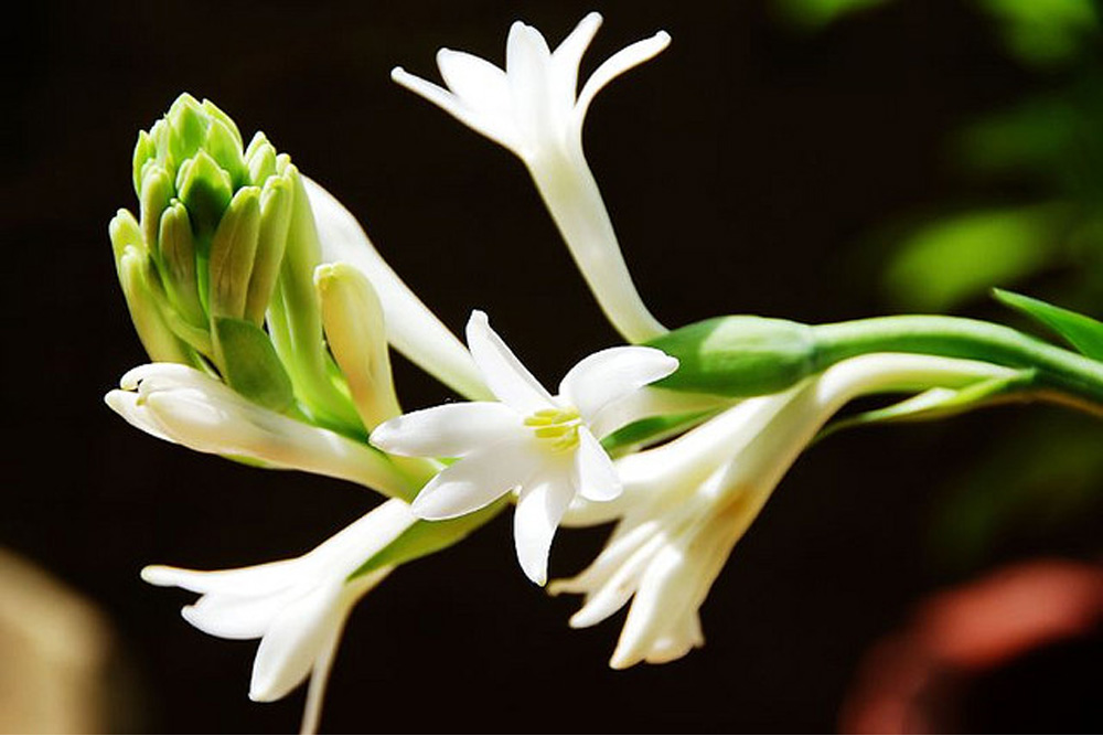 Flora Khas Provinsi di Jawa - MEMBUDIDAYAKAN FLORA DAN FAUNA ASLI INDONESIA