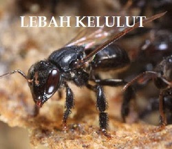 Beautiful Lie in a Beautiful Life: Bunga Telang & Bunga Kelulut