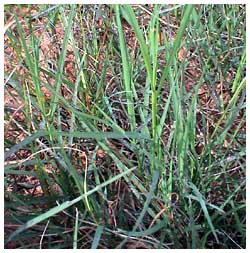 Home Medicine - Garike hullu ( Cynodon dactylon ) - HOME HEALTH