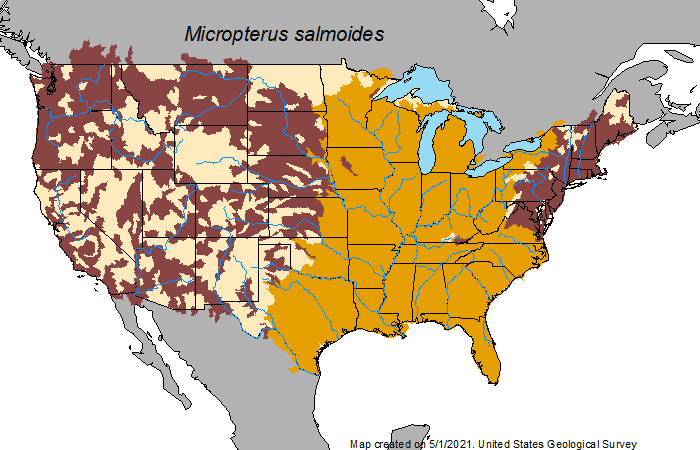 Fish Spotlight: Largemouth Bass
