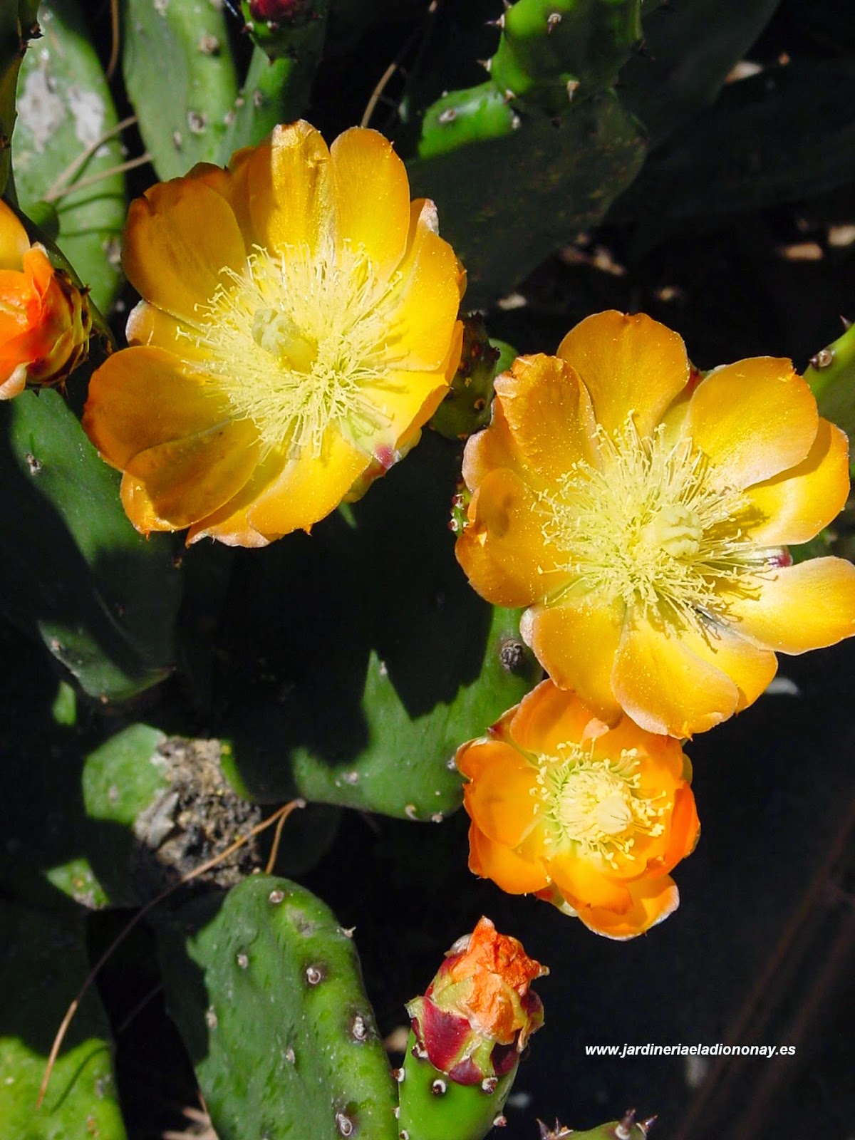 Jardineria Eladio Nonay: CHUMBERA - OPUNTIA FICUS INDICA (Jardinería ...