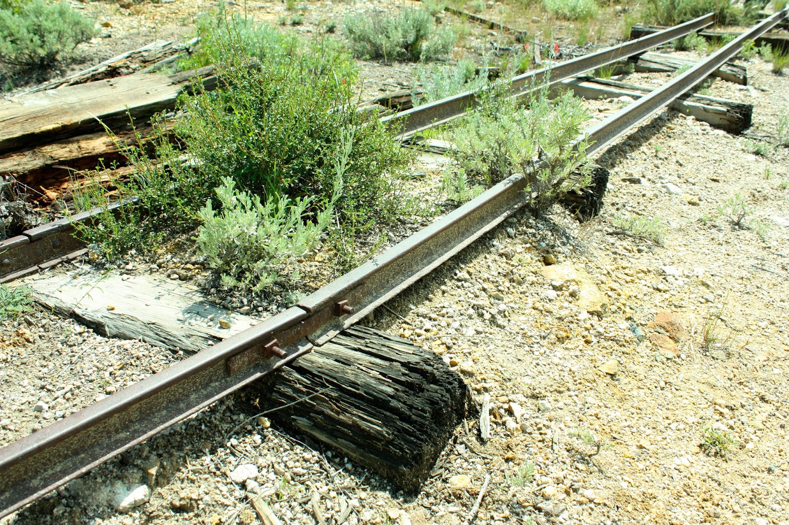 Sophisticated Wildthing