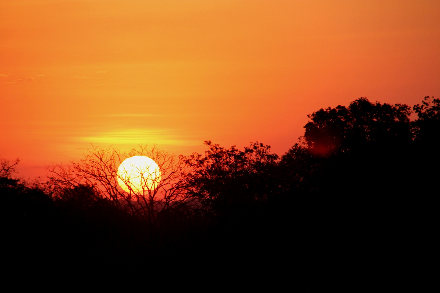Caliandra do Cerrado: A estação seca favorece o fogo no Cerrado