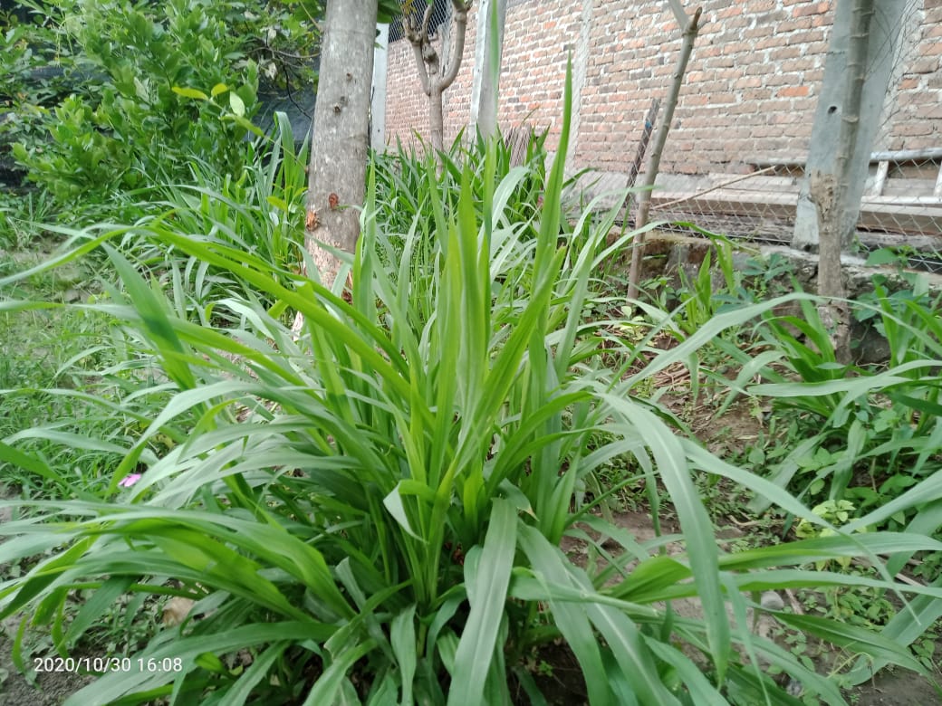 Rumput Kolonjono | Pakan Ternak | Kompos Kambing Fermentasi | Pertanian ...