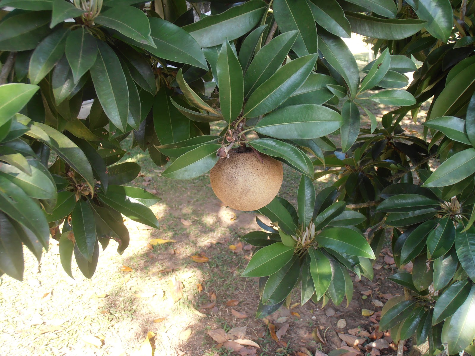 Flora de Puerto Rico Ilustrada Papo Vives: Níspero,árbol de chicle ...