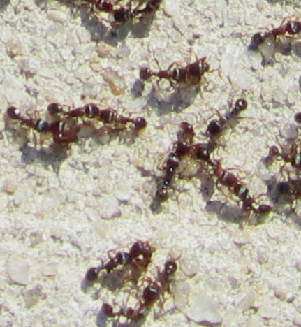 Princeton Nature Notes: Mysterious Ant Behavior Underfoot