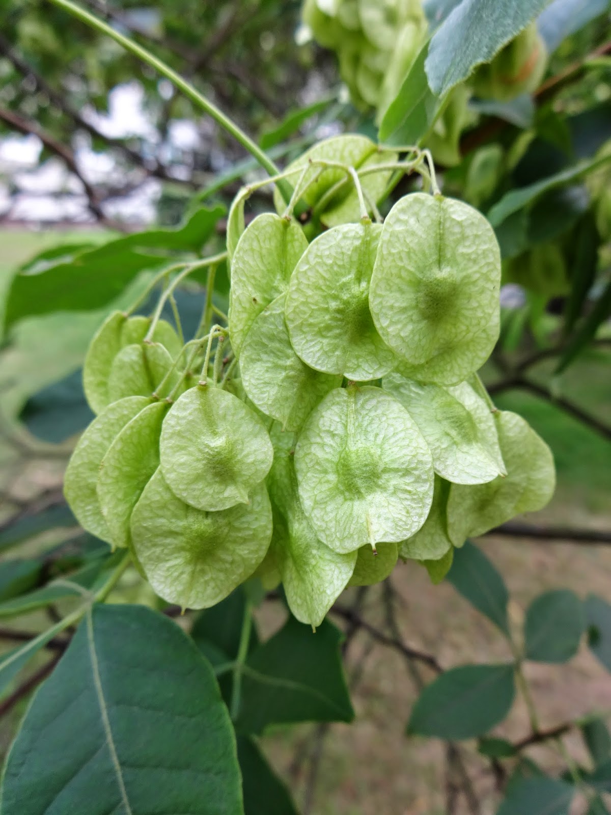 Herbs from Distant Lands: Ptelea trifoliata - Hop Tree, Wafer Ash