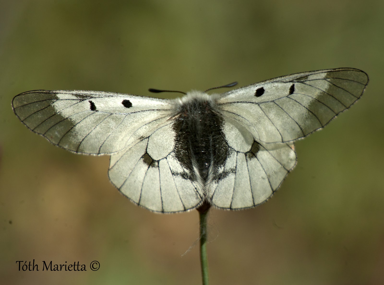 Természeti értékek lencsevégen: Nappali lepkék