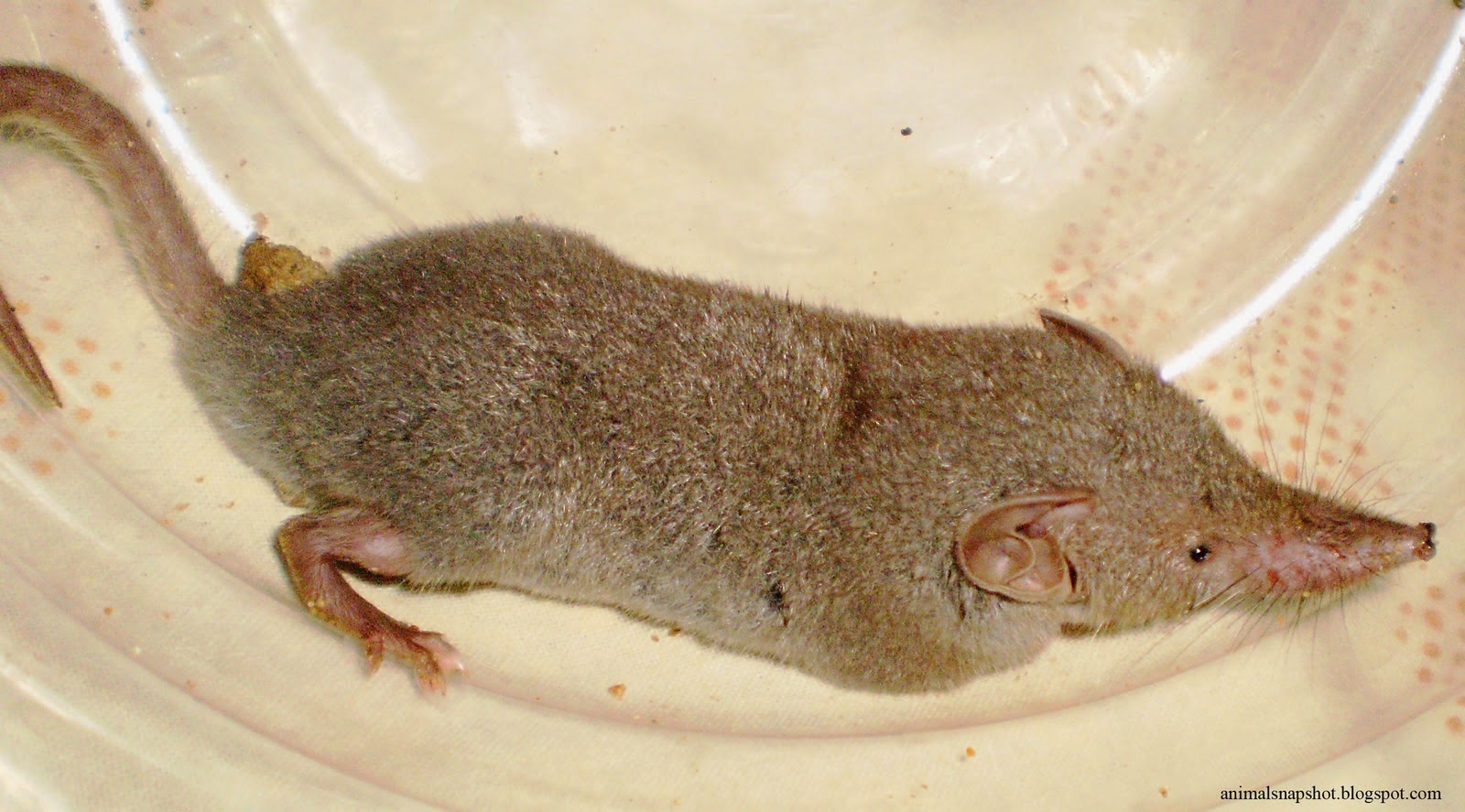 Common Indian Musk Shrew Or House Shrew (Suncus Murinus Murinus)