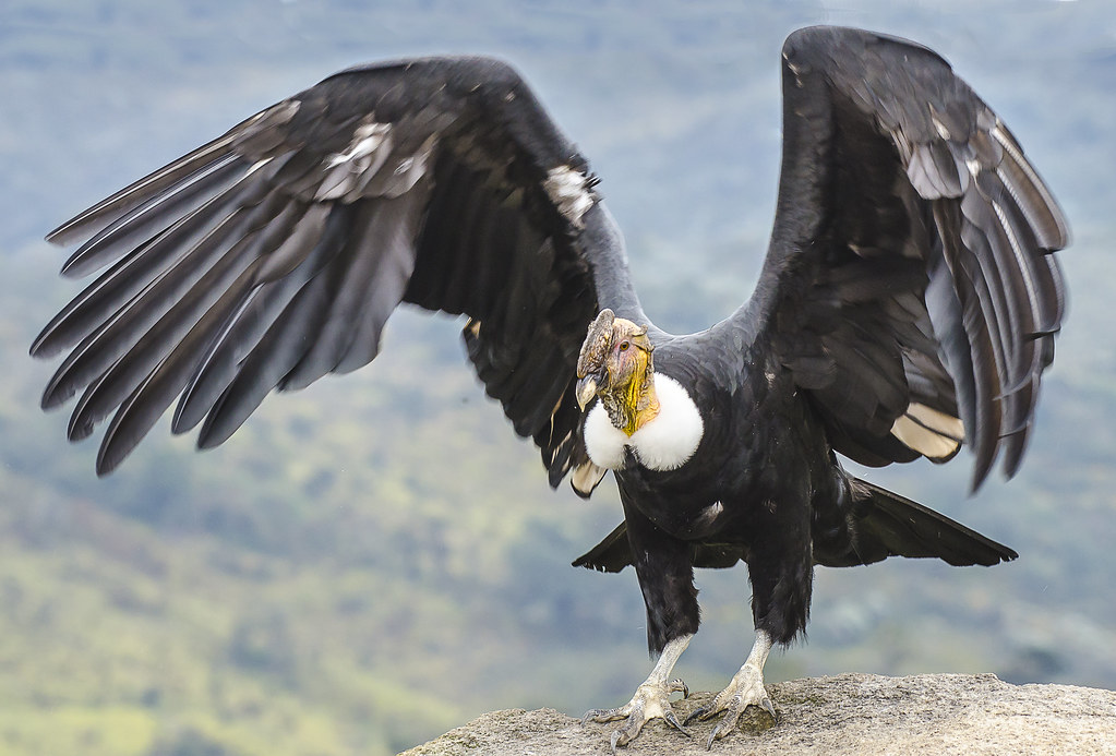 purpura: CÓNDOR GIGANTE ANDINO