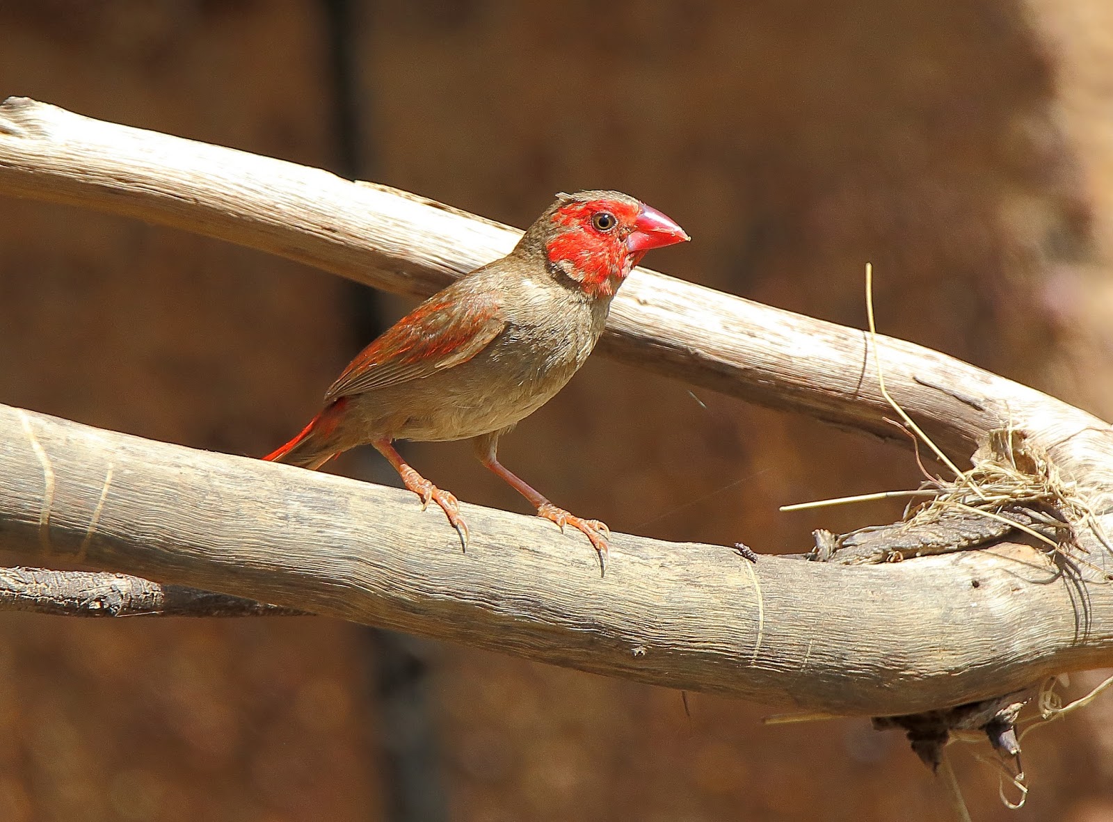 Richard Waring's Birds of Australia: Finches, Finches, Finches .... and ...