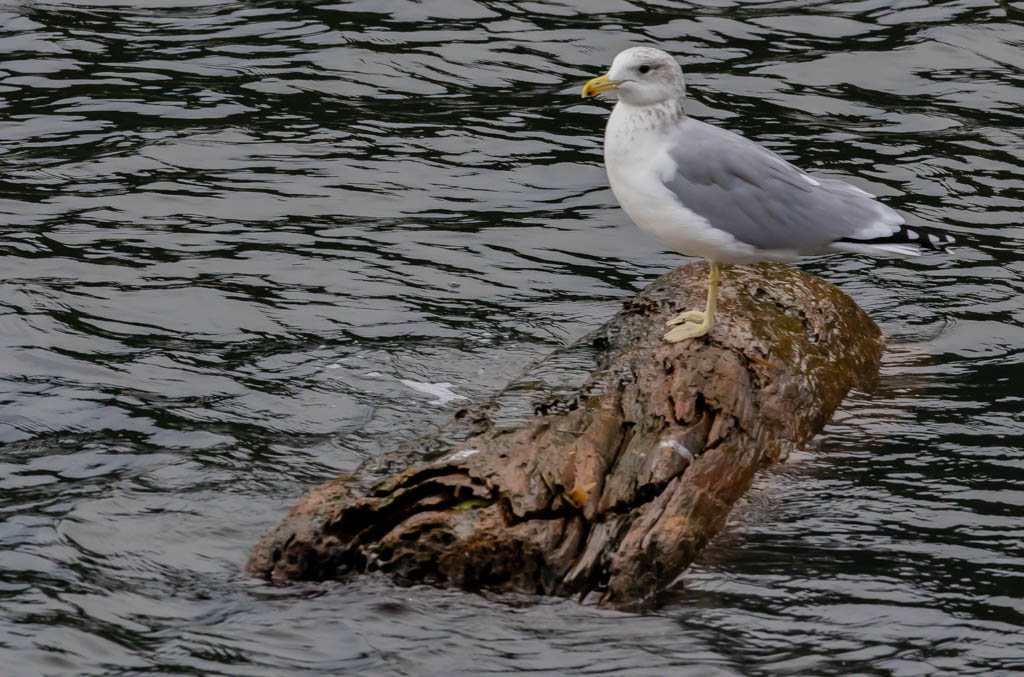 T & L Adventures: Southeast Alaska: Glaucous-winged Gulls