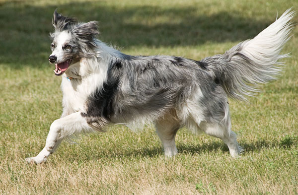 Dog Portrait Photography: Three Spanish Shepherds - Cool