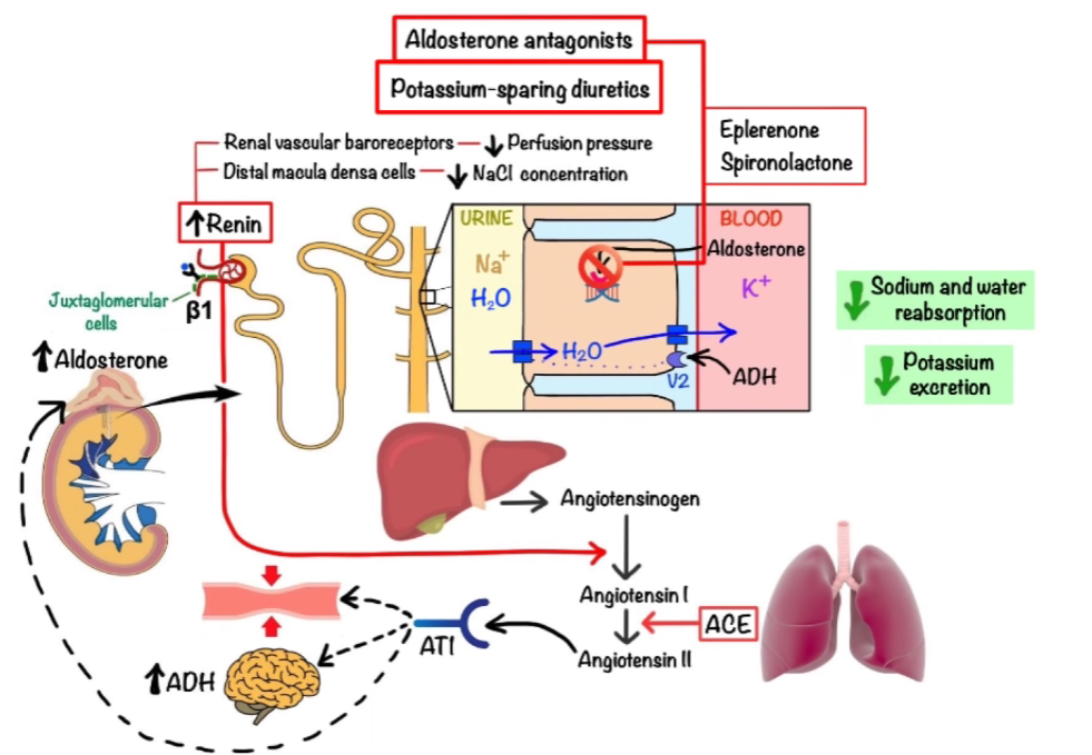 【Pharmacology】Drug for Heart Failure