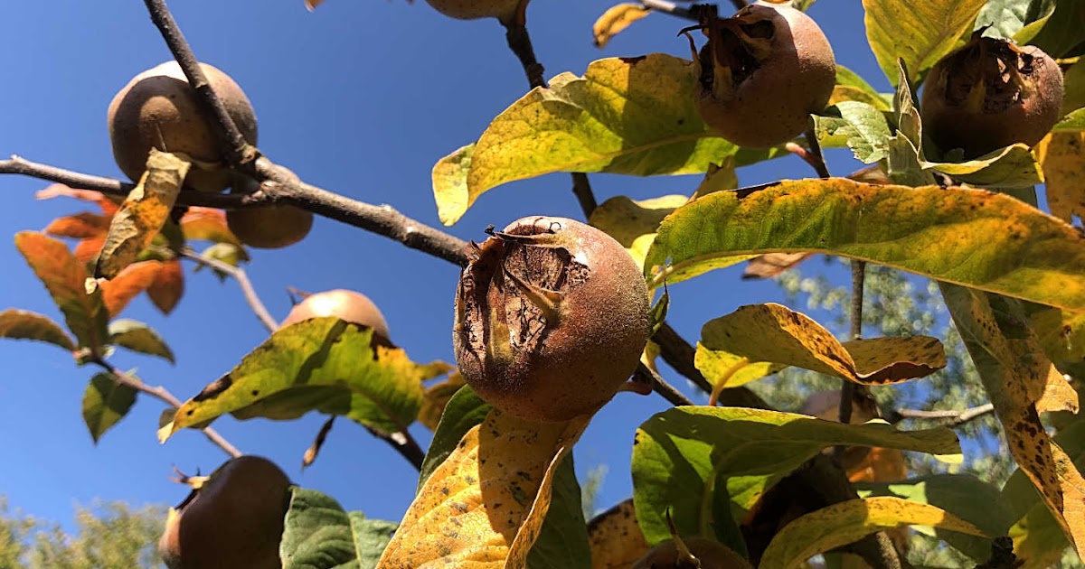 Gartenzone: Mispeln, mespilus germanicus - letzte Ernte im Jahr