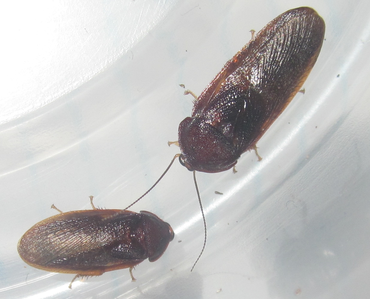 Invertebrate Dude: Perisphaerus punctatus: New Roly Poly Roaches!!!