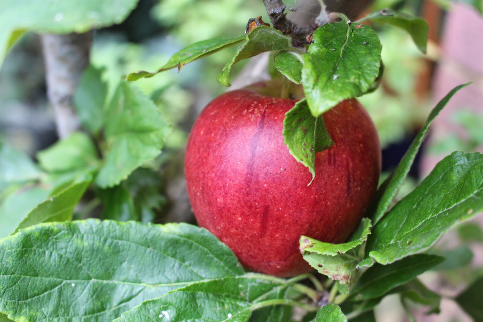 Plant Profiles: Apples
