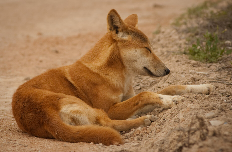 Dingo | The Biggest Animals Kingdom
