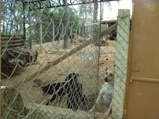 GAVA Grupo Amor à Vida Animal: GAVA Serra Negra pede explicações sobre ...