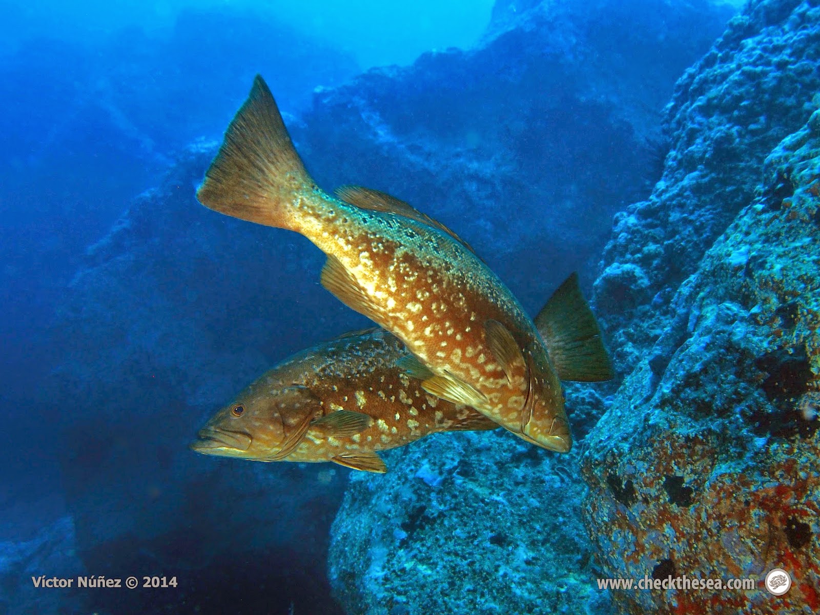 Check the Sea. Web de buceo y fotografía submarina de las Islas ...