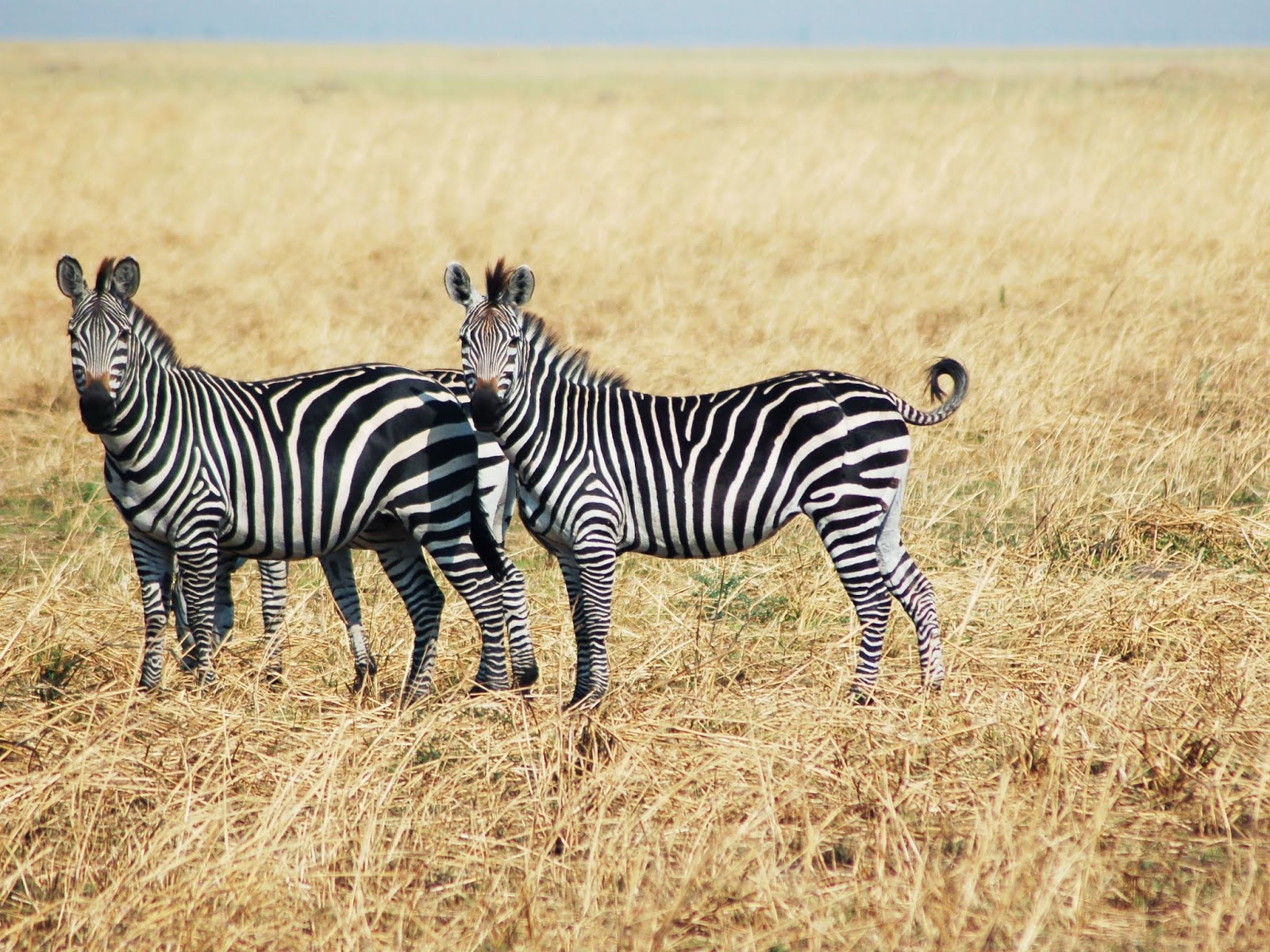 Tembo Mazvimbakupa Totem