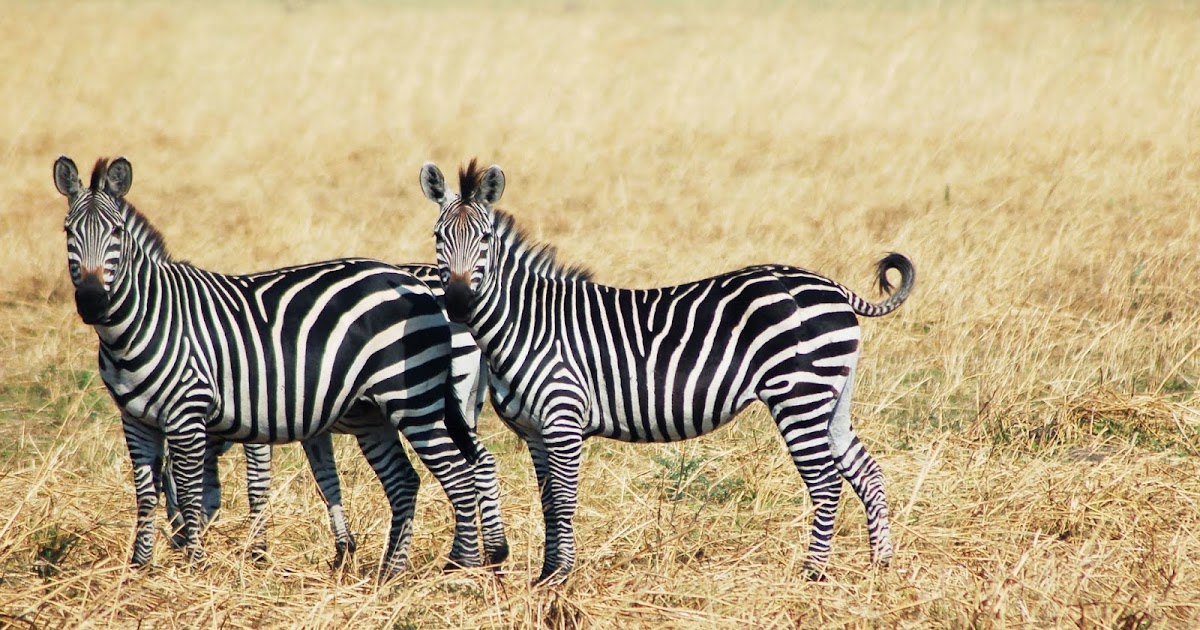 Tembo Mazvimbakupa Totem