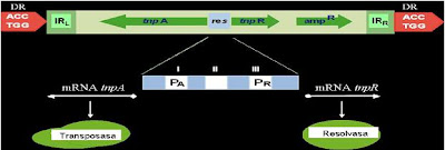 ḼїδβӚϯЧ ᴙ ⱥ ¶ ¶ ¶ ¶: 3.1.3.3 TRANSPOSONES