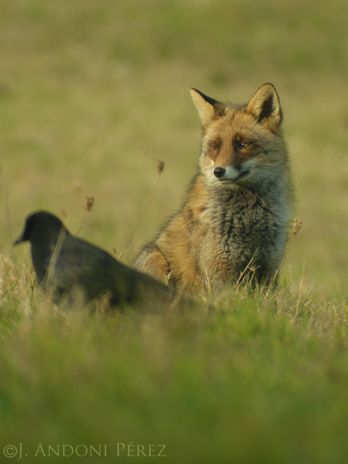 J. Andoni Pérez: ZORRO COMÚN CONFIADO