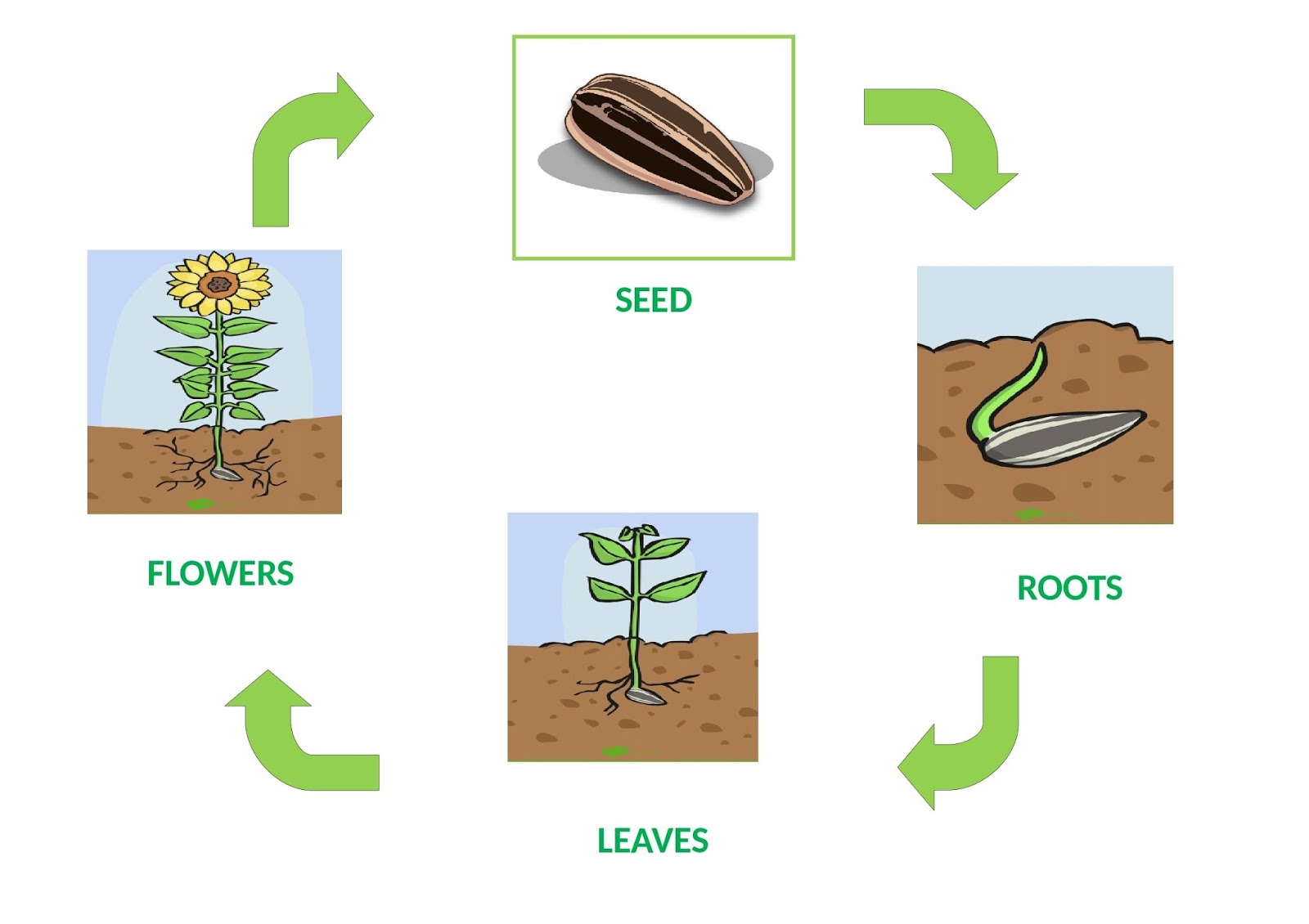 Learning English at school: NATURAL SCIENCE UNIT 3 AND 4