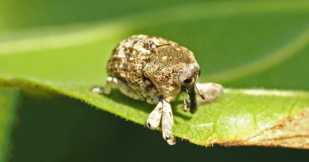 Variety of Life: Cryptorhynchinae