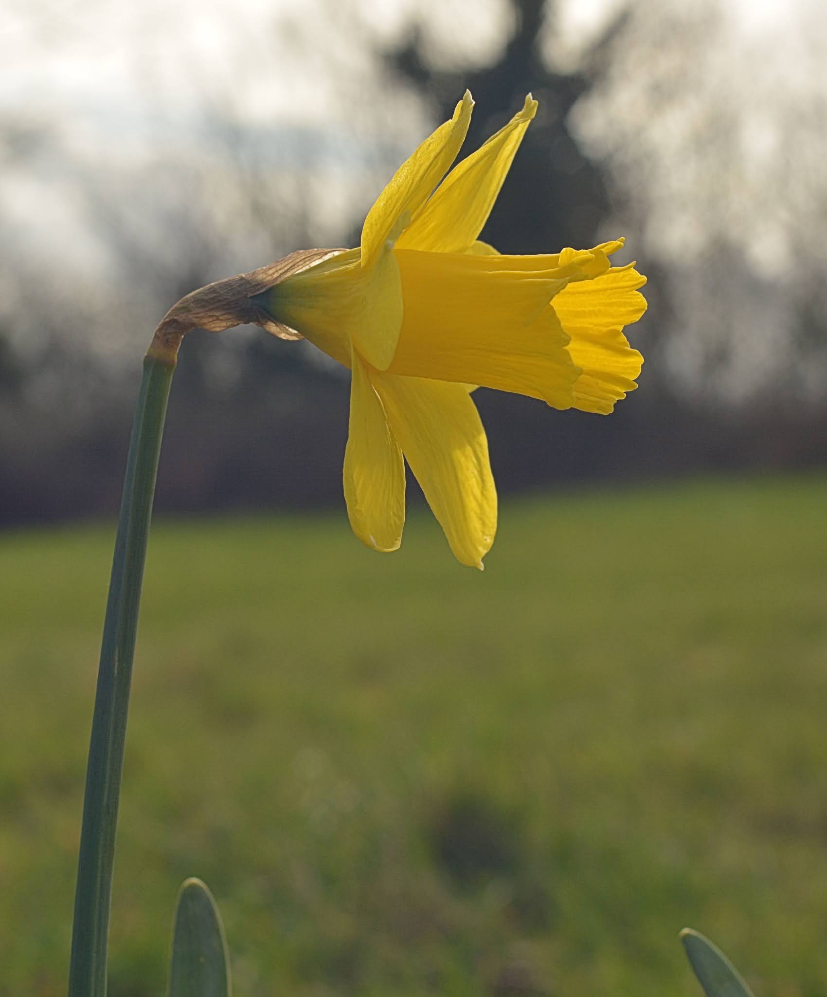 Daisy's Diary: Are you suffering from Wind?