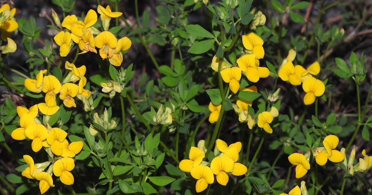 Variety of Life: Lotus